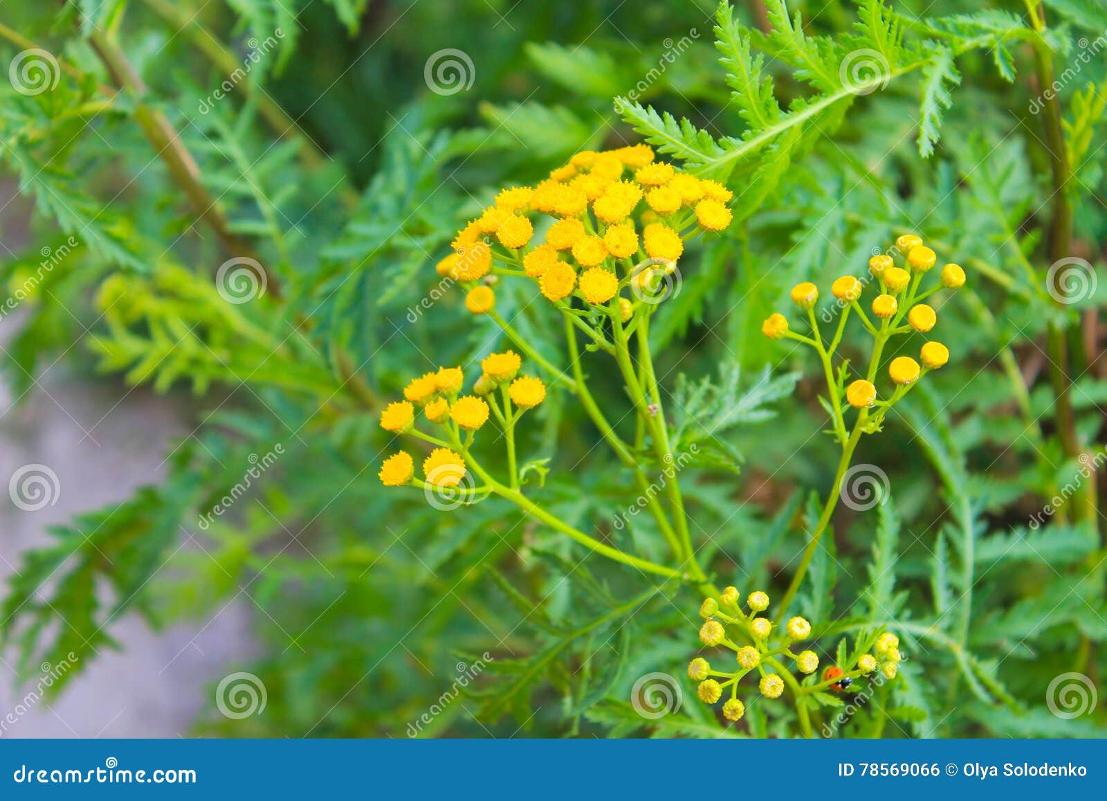 Tansy flower on meadow stock photo. Image of blooming - 78569066