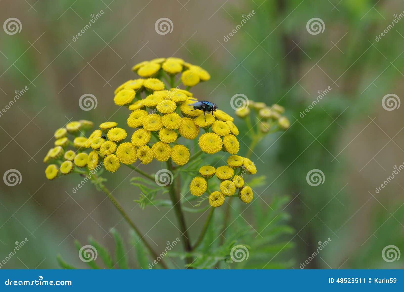 Tansy stock image. Image of grassland, blue, color, bouquet - 48523511