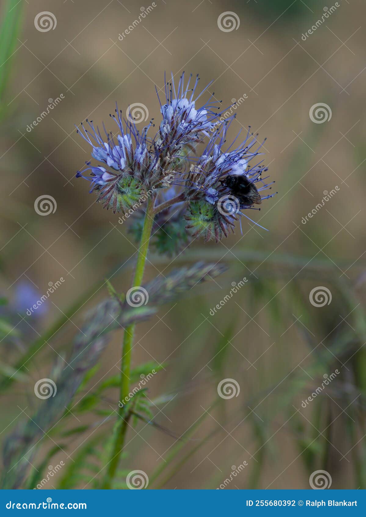 Tansy Phacelia Flower with Bee at the Edge of the Field. Stock Photo ...