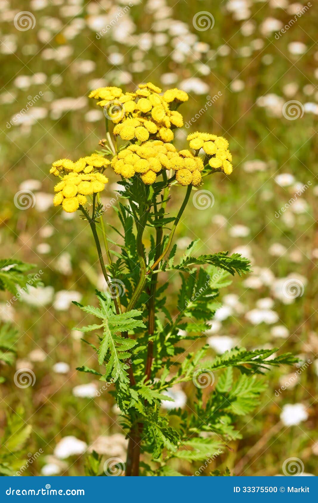 Tansy plant flowering stock photo. Image of herbal, colors - 33375500