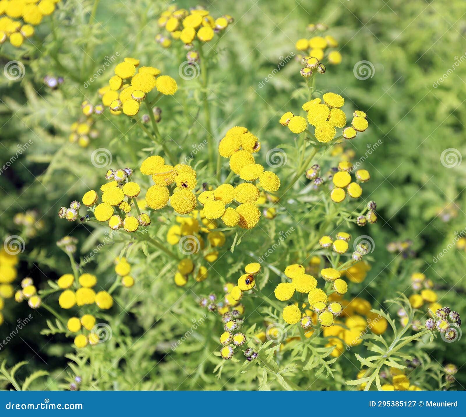Tansy (Tanacetum vulgare) stock image. Image of herbaceous - 295385127