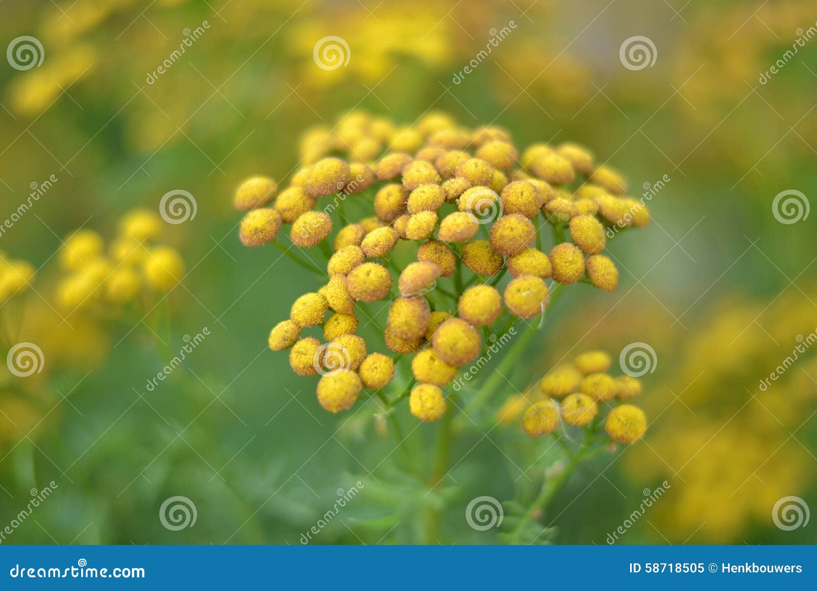 Tansy stock image. Image of gardenflower, tansy, plants - 58718505