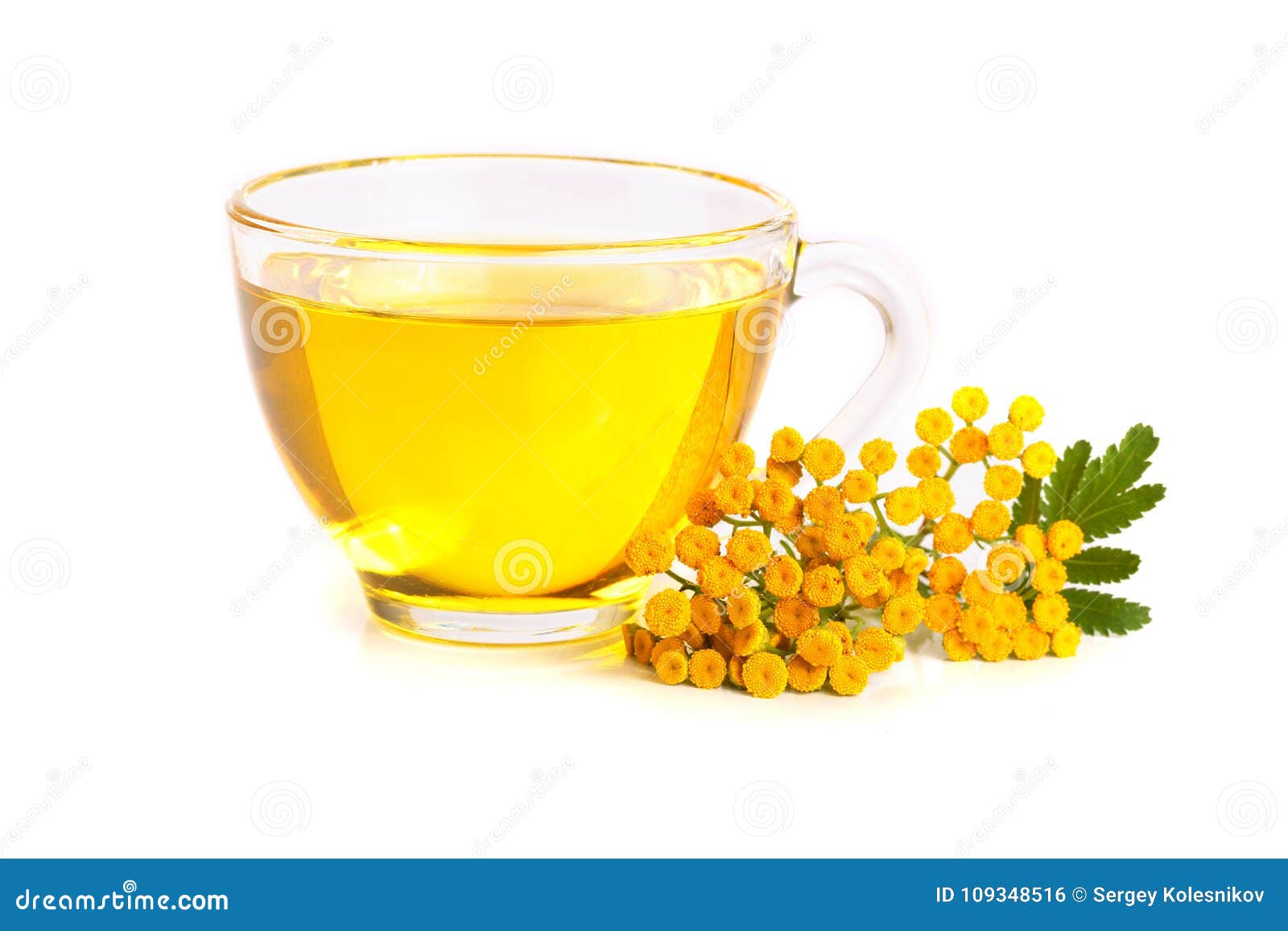 Tansy Tea with Flowers Isolated on White Background Stock Photo - Image ...