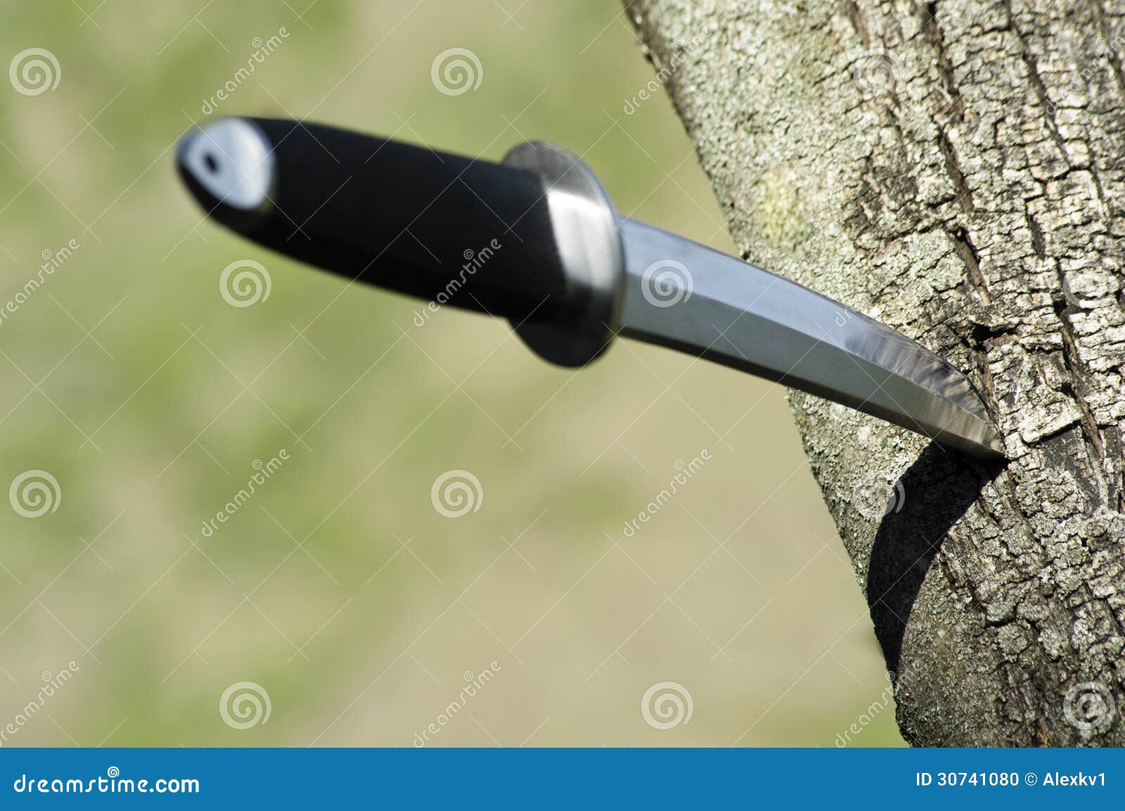 Tanto knife stuck in tree stock photo. Image of metal - 30741080