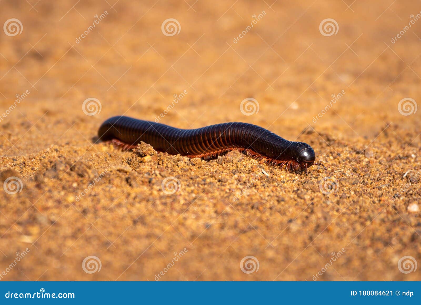 Tanzanian Red-legged Millipede Walking Over Sandy Track Stock Image ...