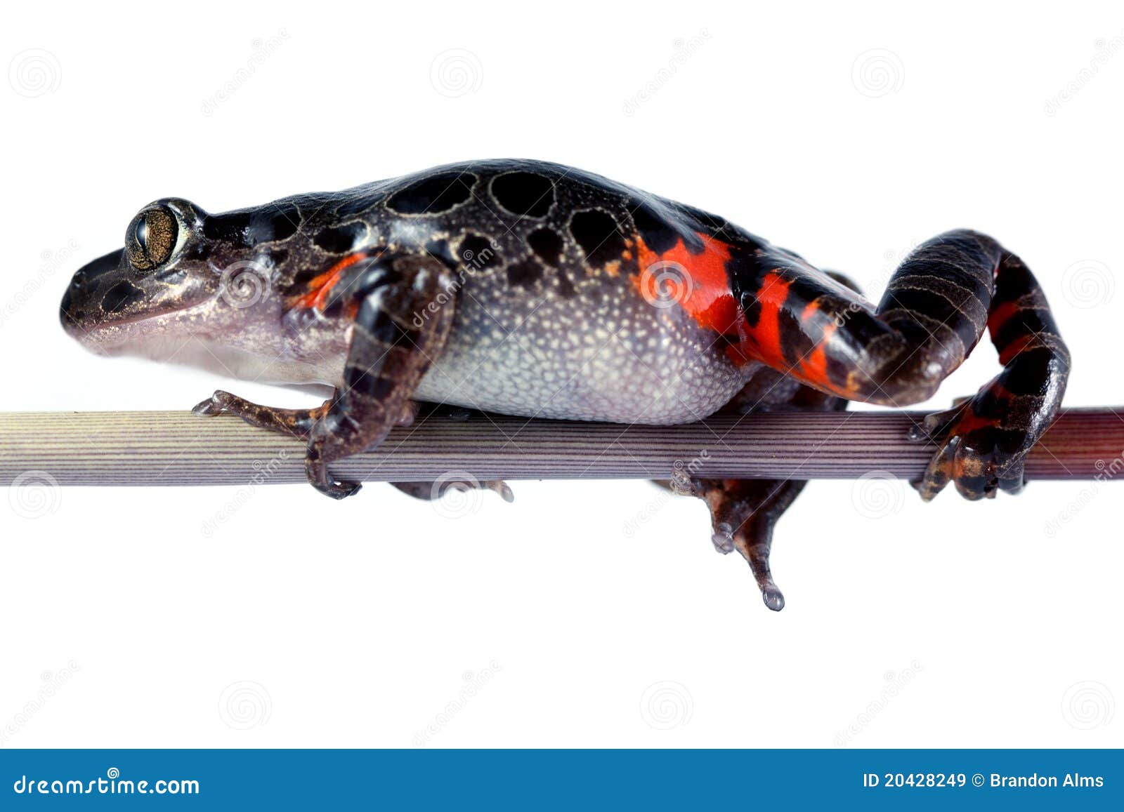 Tanzanian Tiger Leg Frog stock image. Image of maculata - 20428249