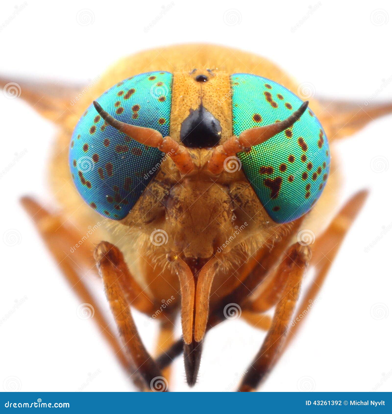 Taon photo stock. Image du tête, sangsue, oeil, beau - 43261392