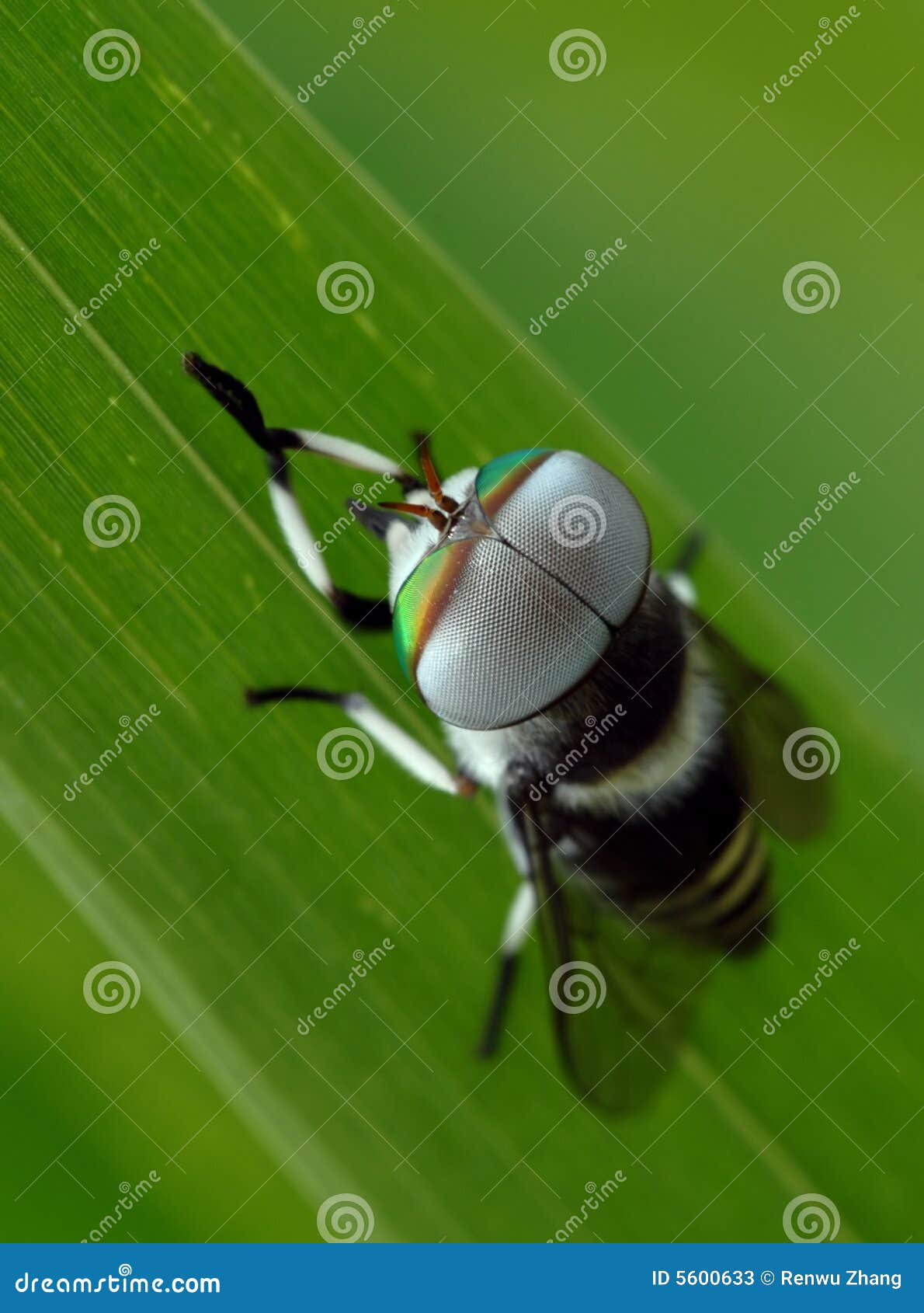 Taon image stock. Image du miracle, complexe, évolution - 5600633