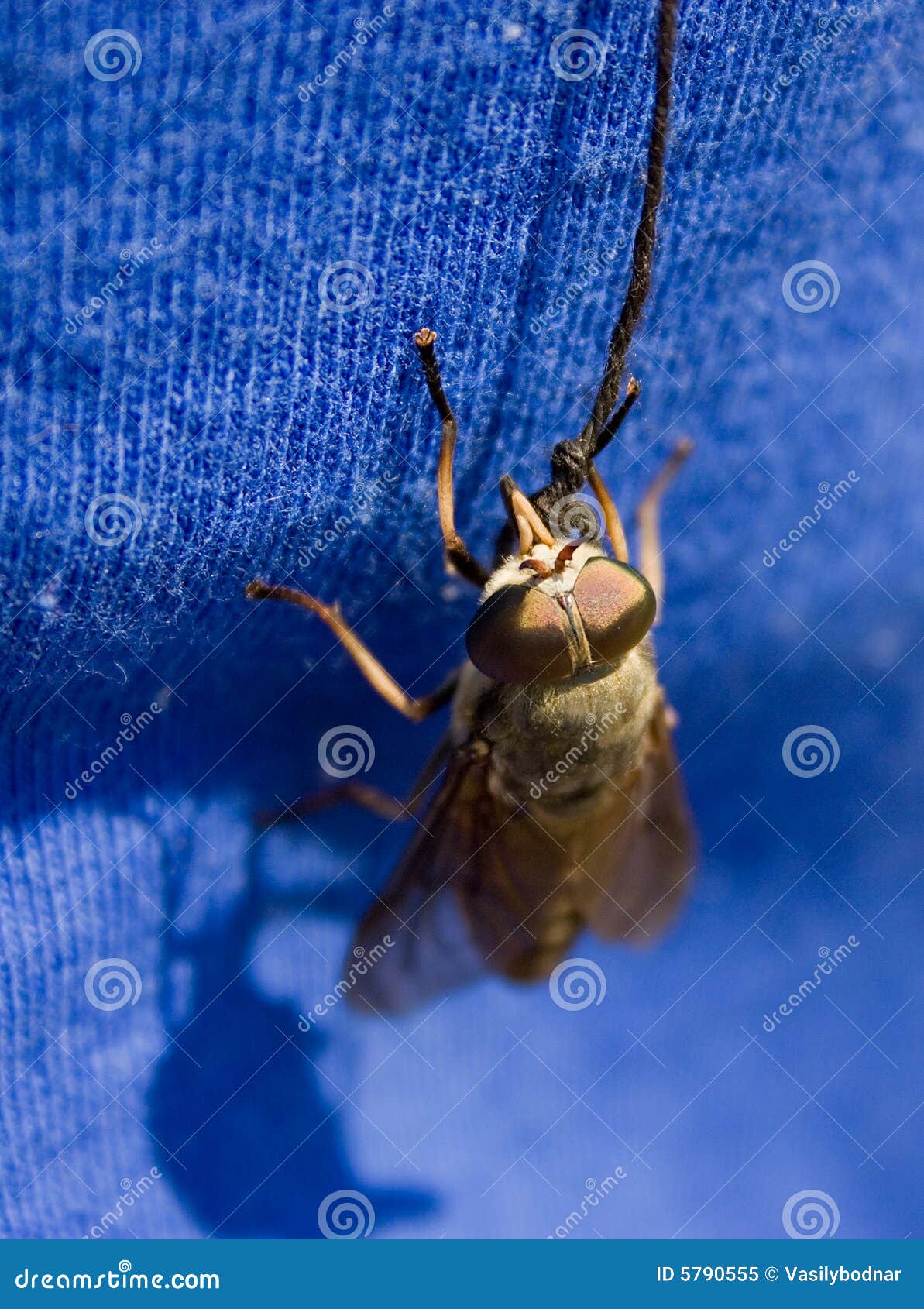 Taon docile image stock. Image du oestre, alimentation - 5790555