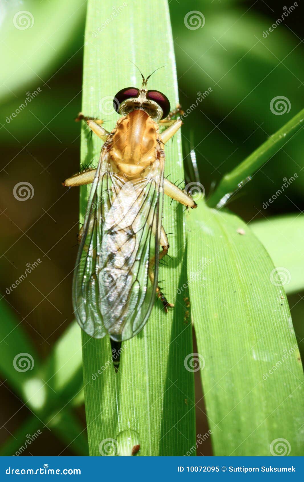 Taon sauvage image stock. Image du durée, jungle, lame - 10072095