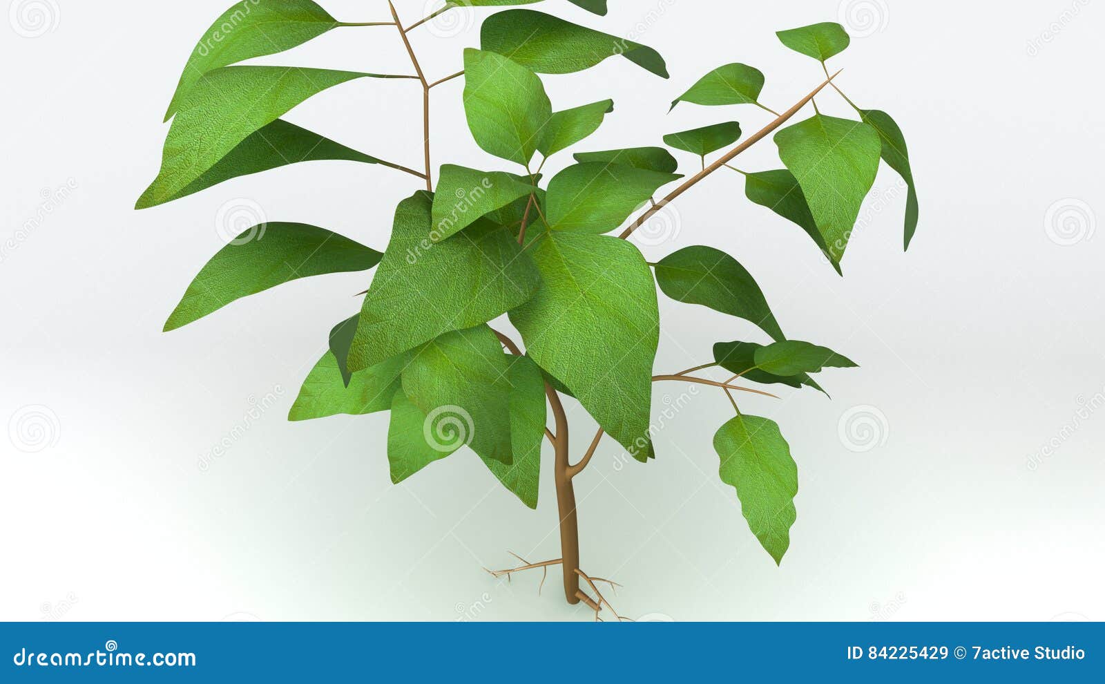 Tap Root stock image. Image of soil, perennial, green - 84225429