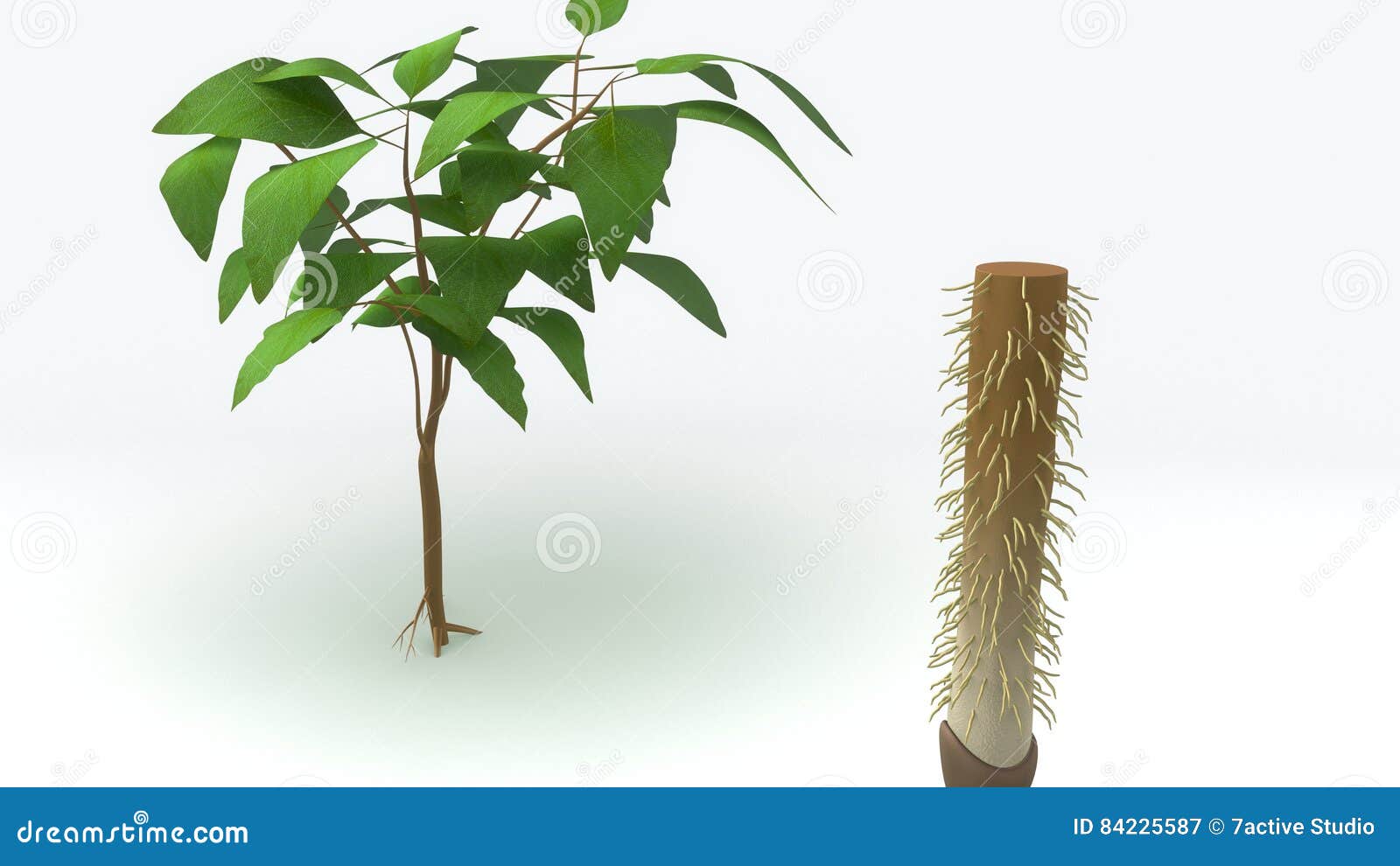 Taproot System And Fibrous Root System Vector Illustration ...