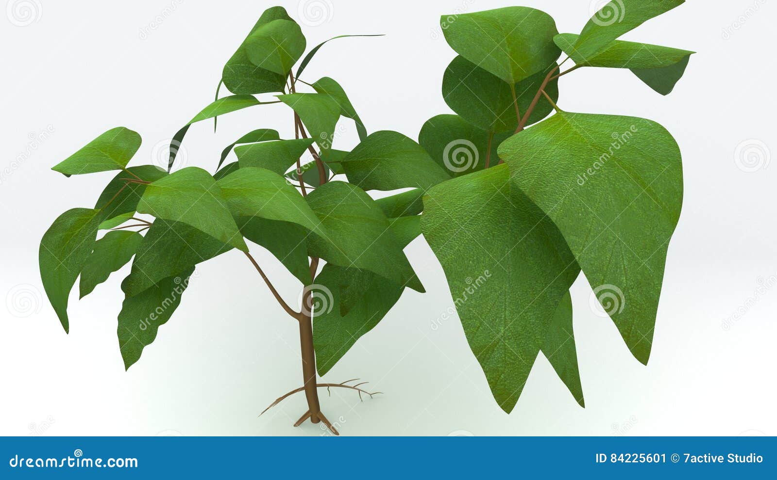 Taproot System And Fibrous Root System Vector Illustration ...