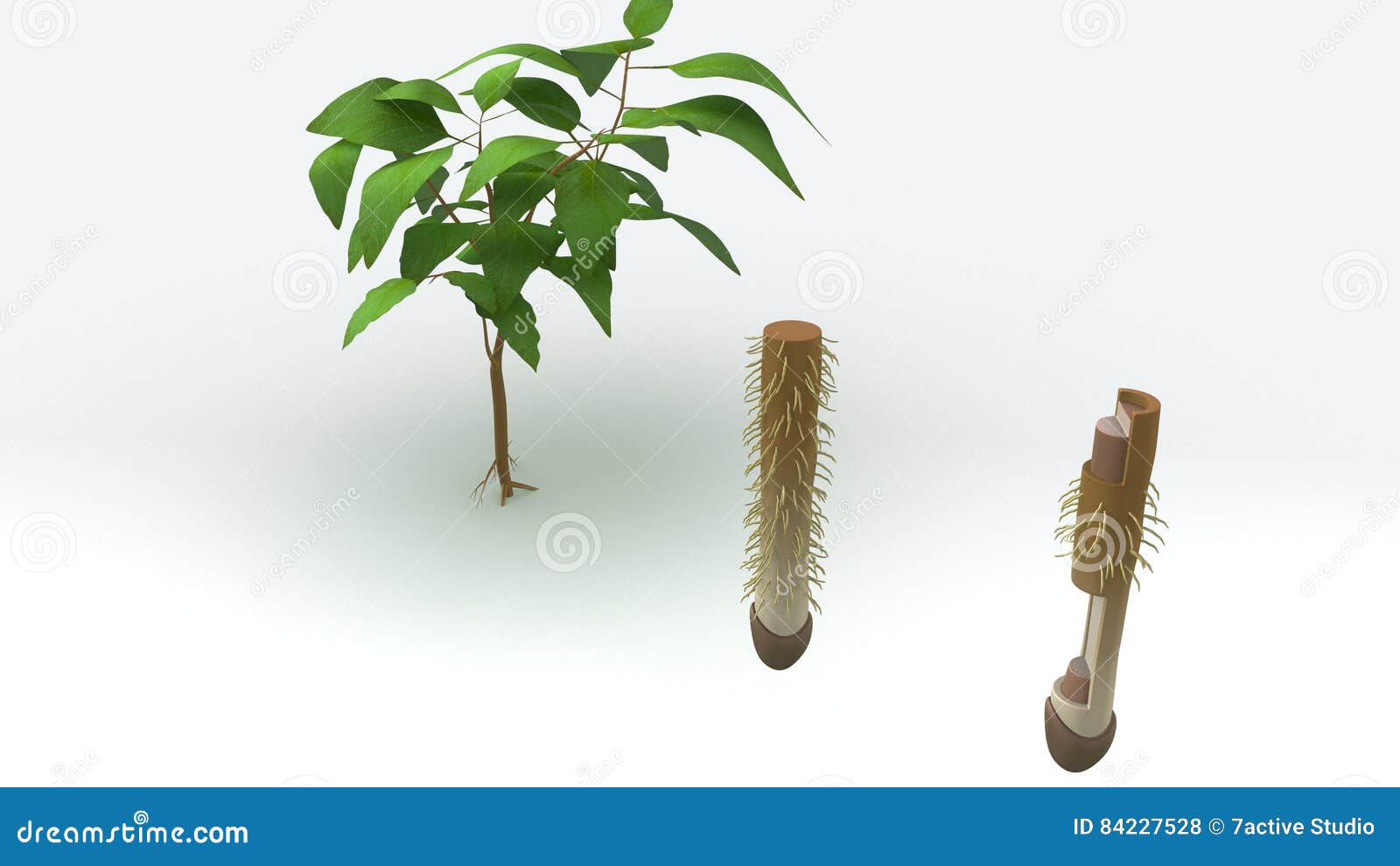 Taproot System And Fibrous Root System Vector Illustration ...