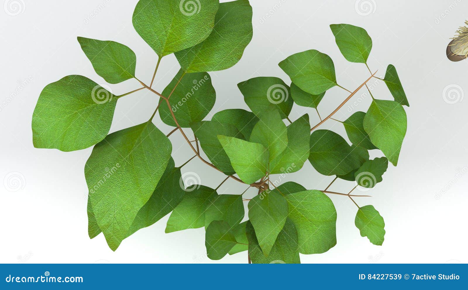 Tap Root stock image. Image of root, showing, bean, seedling - 84227539