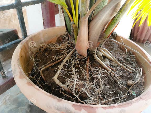 Tap Root System in Areca Palm Tree Stock Photo - Image of processing ...