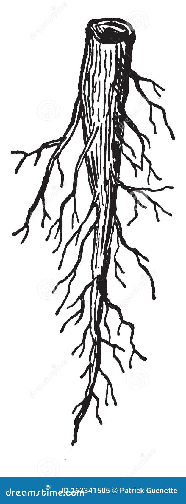 Tap Root Vintage Illustration Stock Vector - Illustration of grows ...