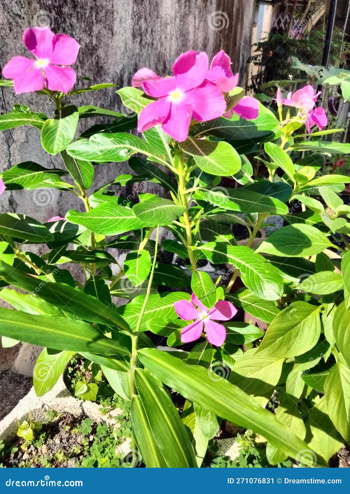 Tapak Dara is an Annual Shrub and is Suitable for Growing in the Yard ...