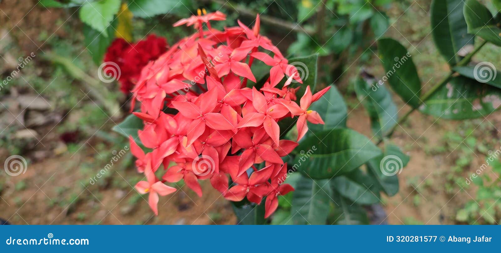 Tapak Dewa Flower or Foot Print of God Flower Stock Image - Image of ...