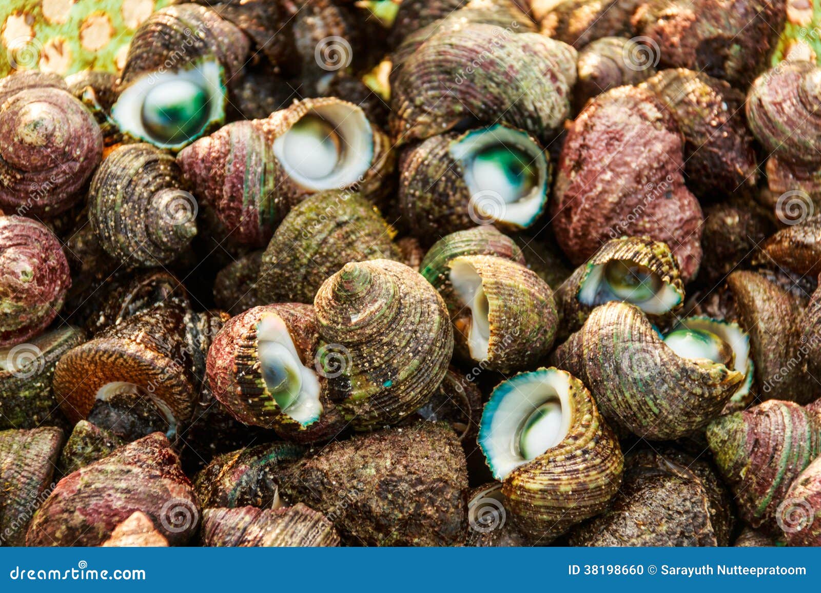 Tapestry Turban Shell stock photo. Image of shells, natural - 38198660