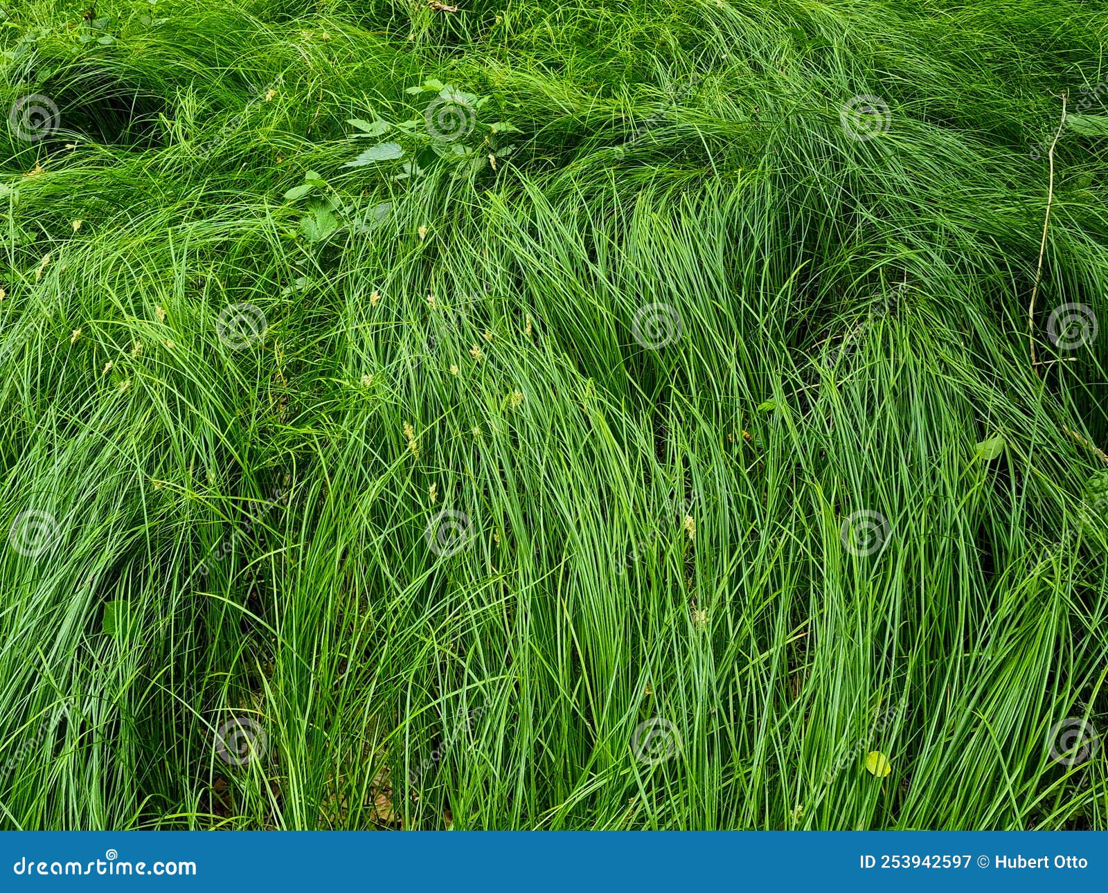 Tapete De Relva Verde-ondulada Imagem de Stock - Imagem de tapete ...