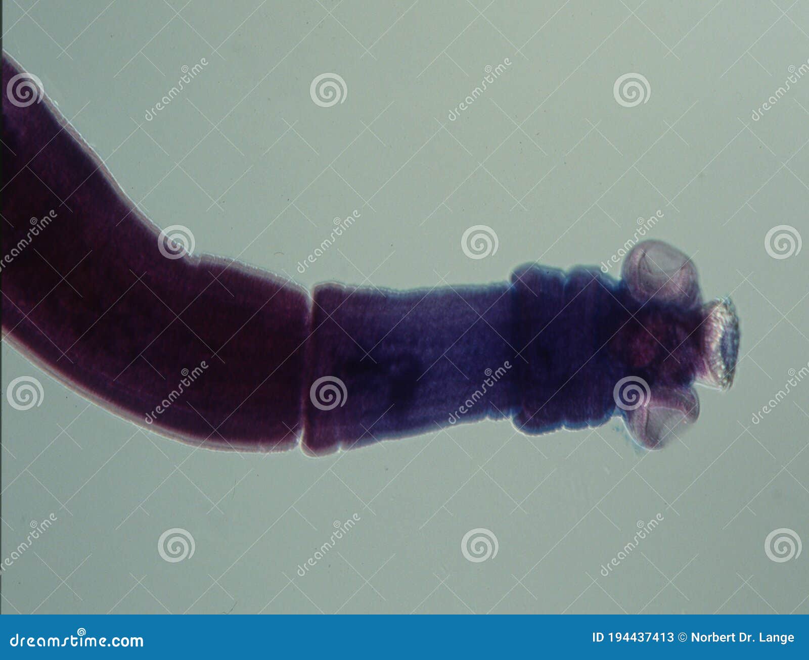 Tapeworm con arti immagine stock. Immagine di macro - 194437413