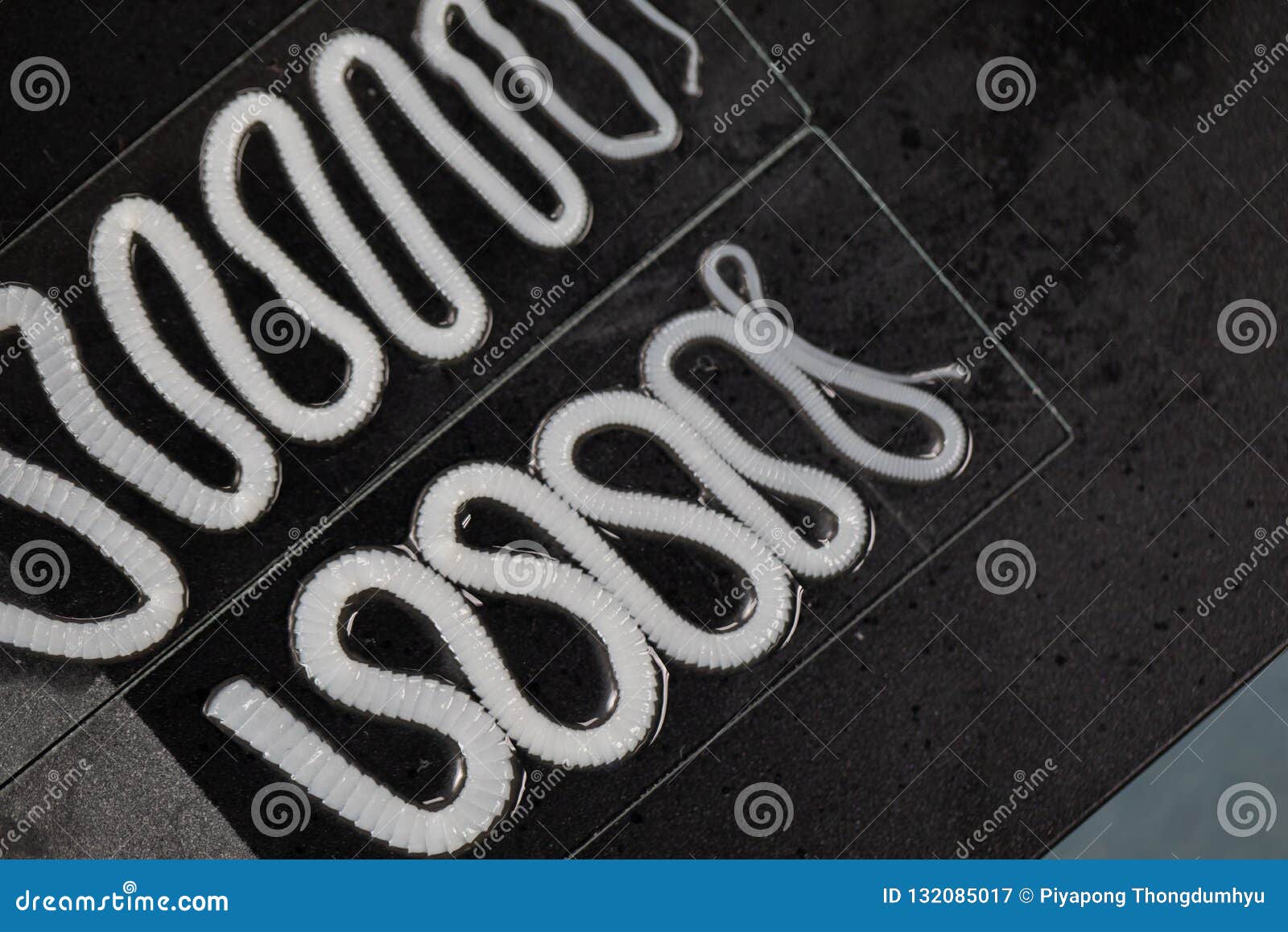 Tapeworm is a Freshwater Fish Parasite Under the Microscope for ...