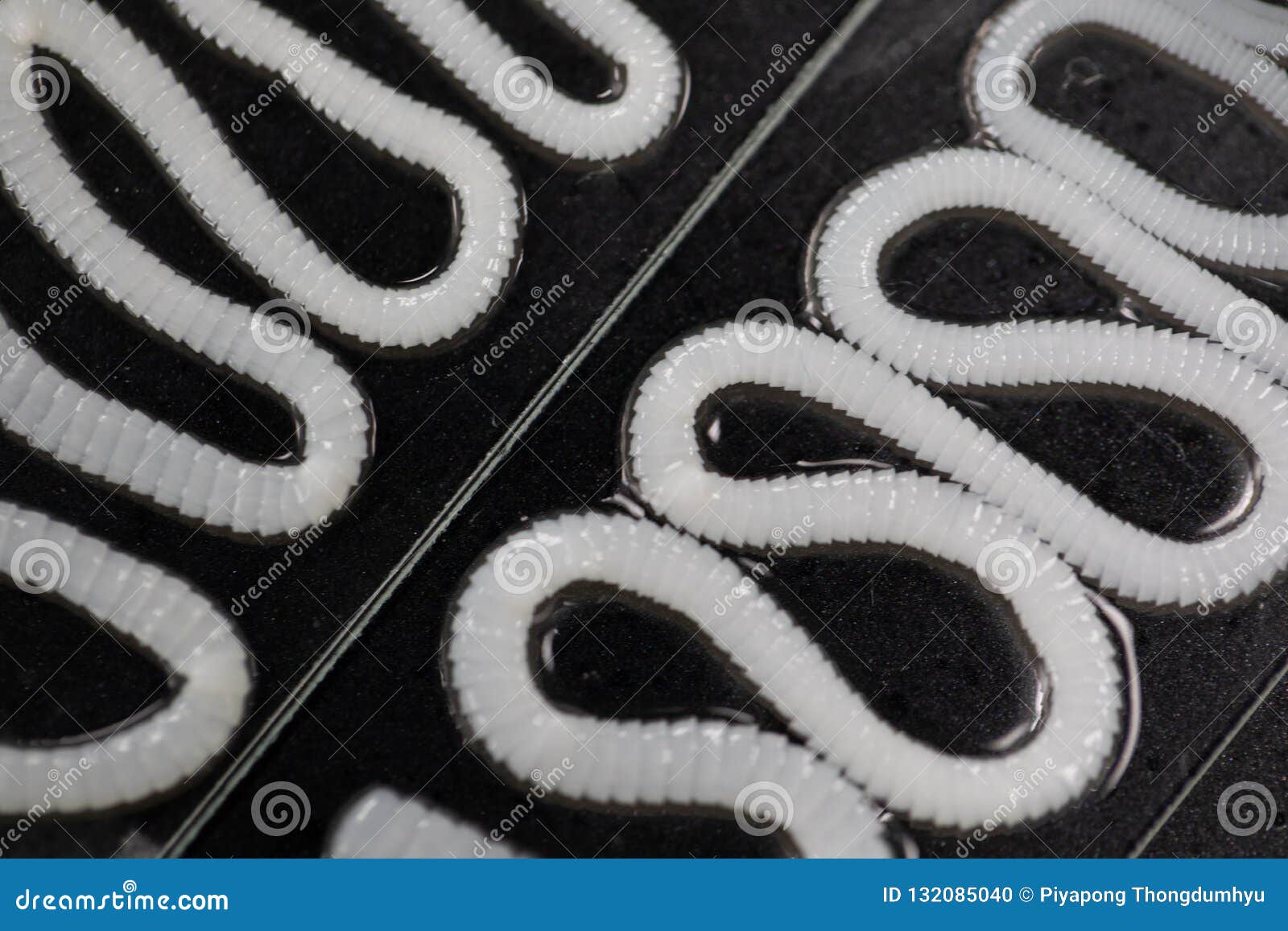 Tapeworm Is A Freshwater Fish Parasite Under The Microscope For ...