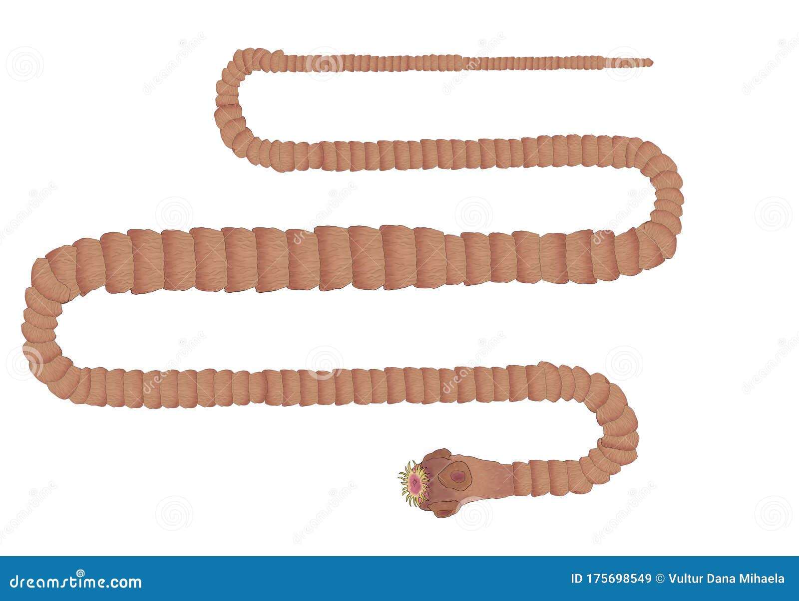 Cestoda Tapeworm Vector Concept Yellow Outline Icon Or Symbol ...