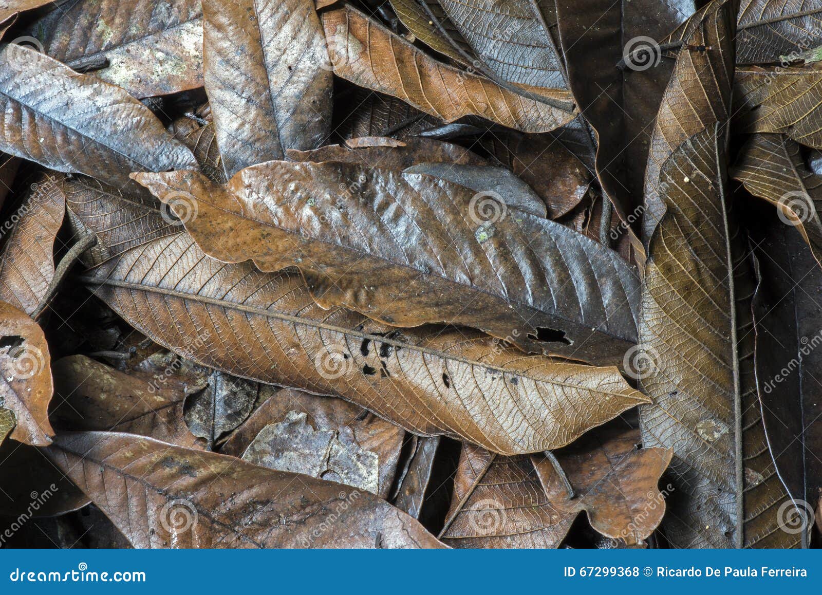 Tapijt Van Dode Bladeren Die in De Bosvloer Ontbinden Stock Foto ...