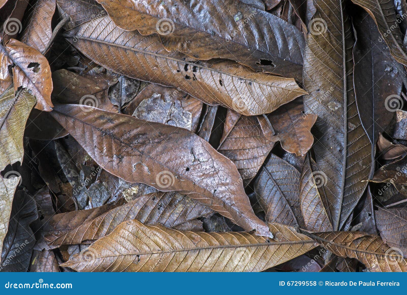 Tapijt Van Dode Bladeren Die in De Bosvloer Ontbinden Stock Foto ...