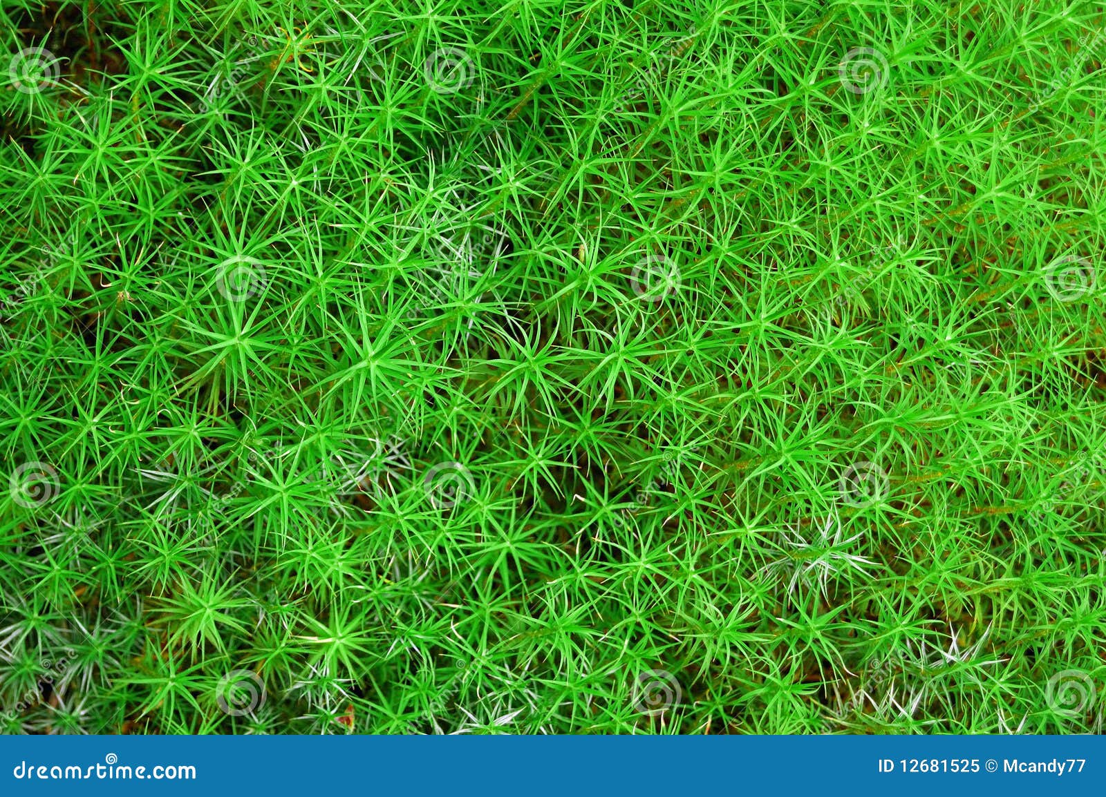 Tapijt van een groen gras stock afbeelding. Image of zaden - 12681525