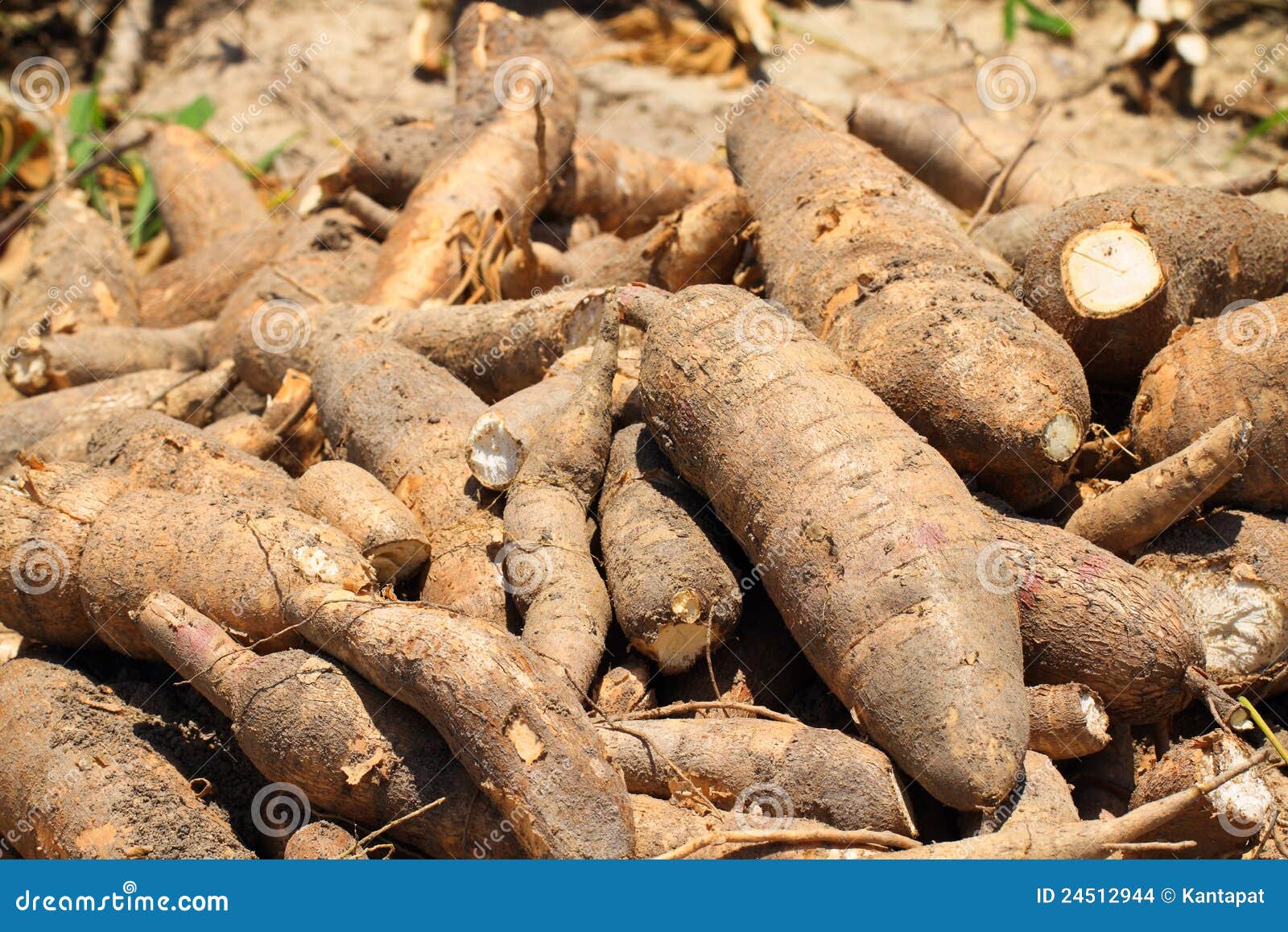 Tapioca stock photo. Image of clay, plant, nature, thai - 24512944