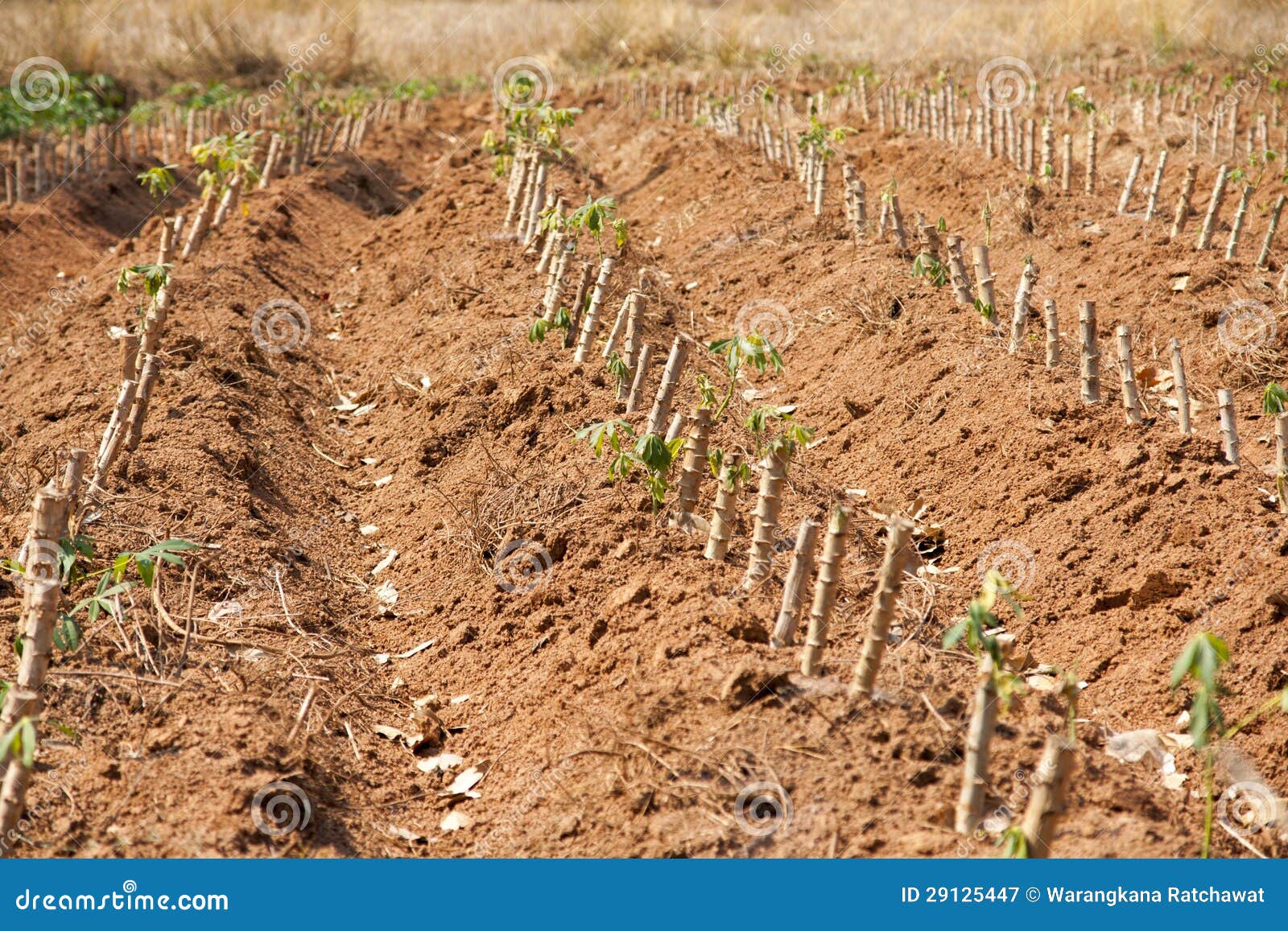 Tapioca stock image. Image of color, nature, mandioca - 29125447