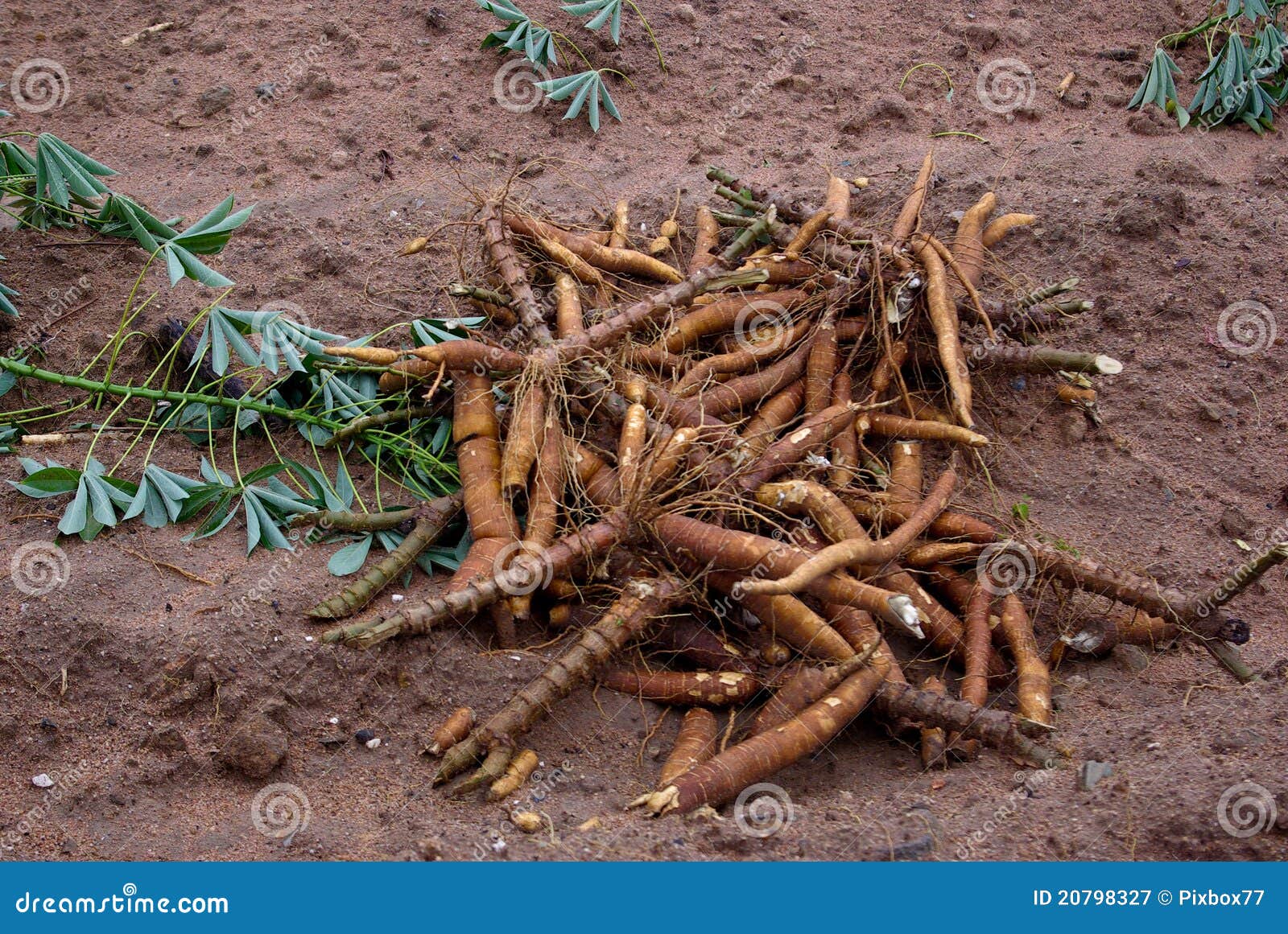 Tapioca Bulb on the Ground, Thailand Stock Image - Image of food ...
