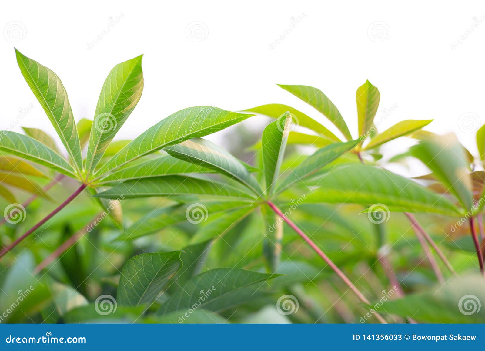 Green Tapioca or Cassava Field, Tropical Food Plant Stock Image - Image ...