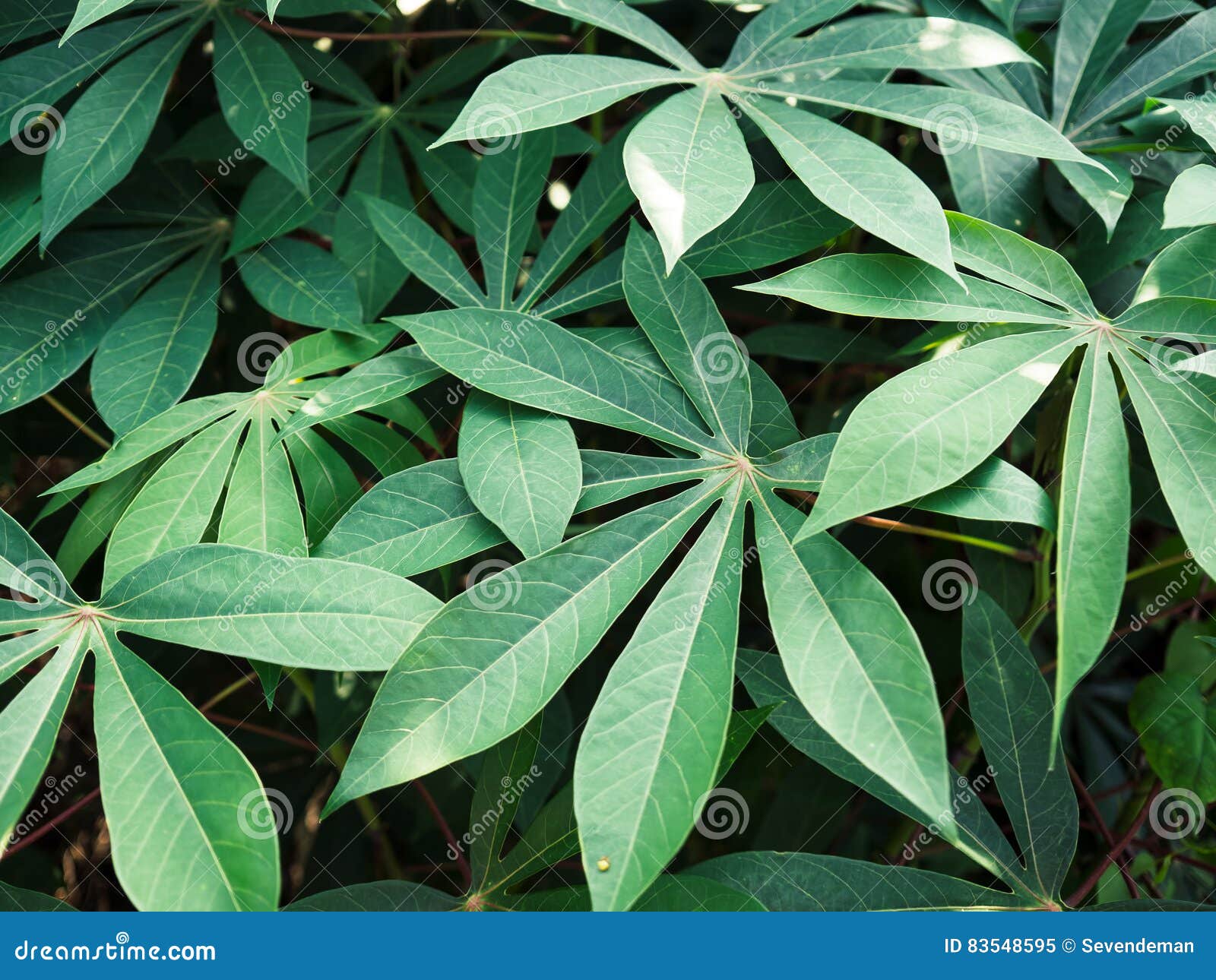 Tapioca or cassava plant. stock image. Image of color - 83548595