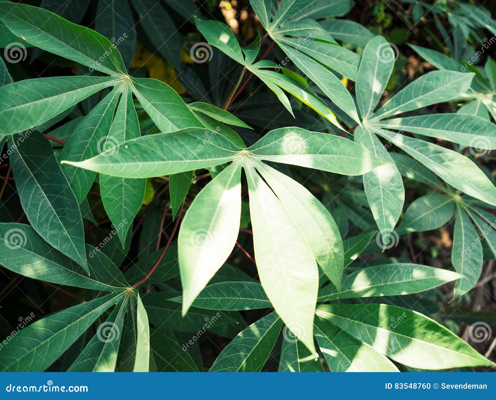 Tapioca or cassava plant. stock photo. Image of plant - 83548760