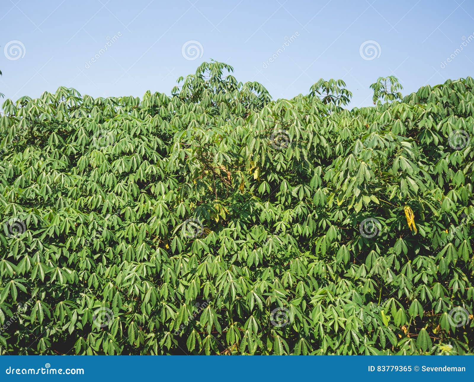 Tapioca or cassava plant. stock image. Image of color - 83779365