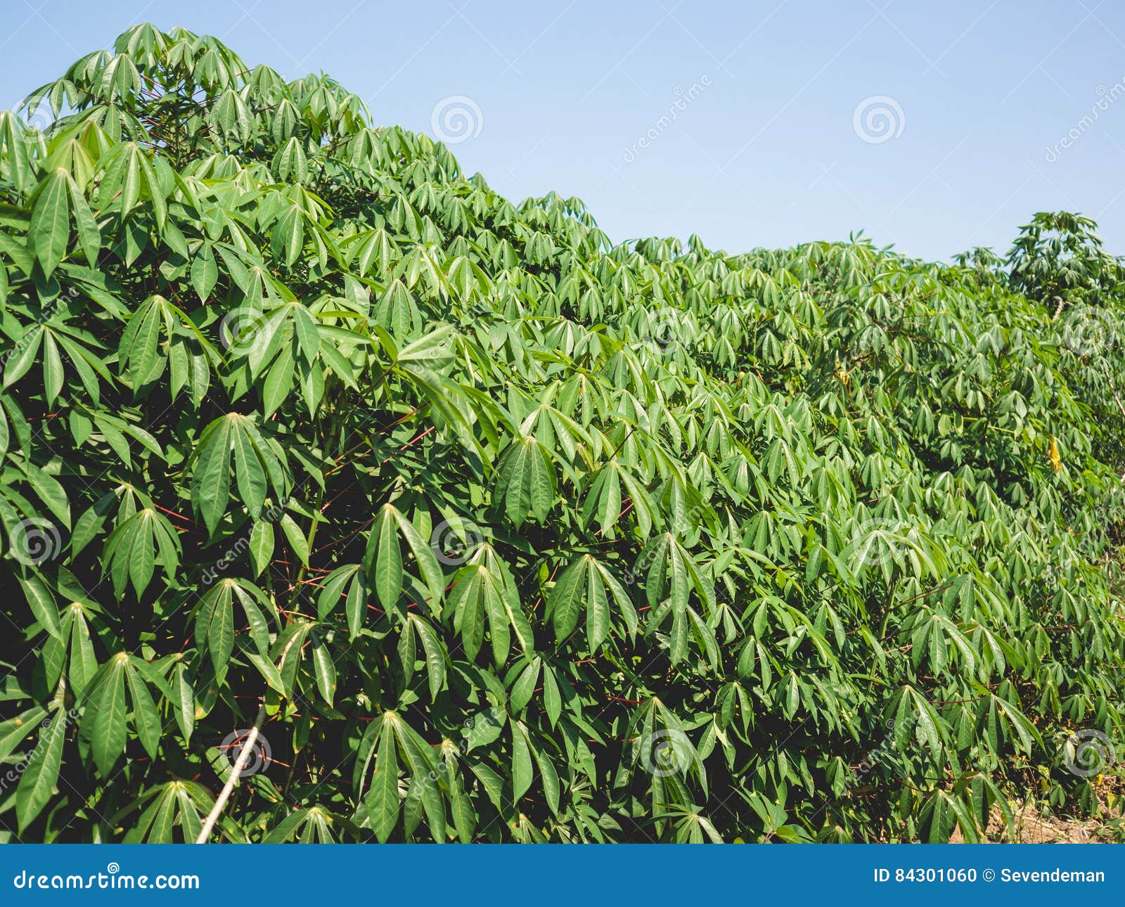 Tapioca or cassava plant. stock photo. Image of nature - 84301060