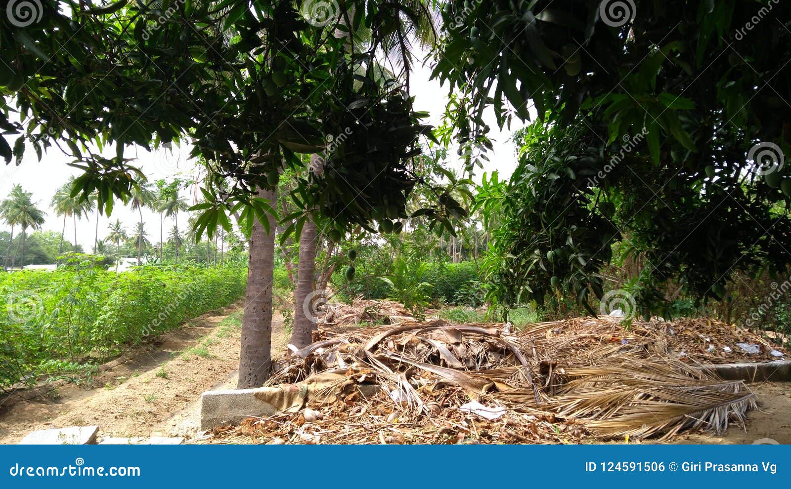 Tapioca farm stock photo. Image of tree, tapioca, farm - 124591506