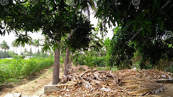 Tapioca farm stock photo. Image of tree, tapioca, farm - 124591506