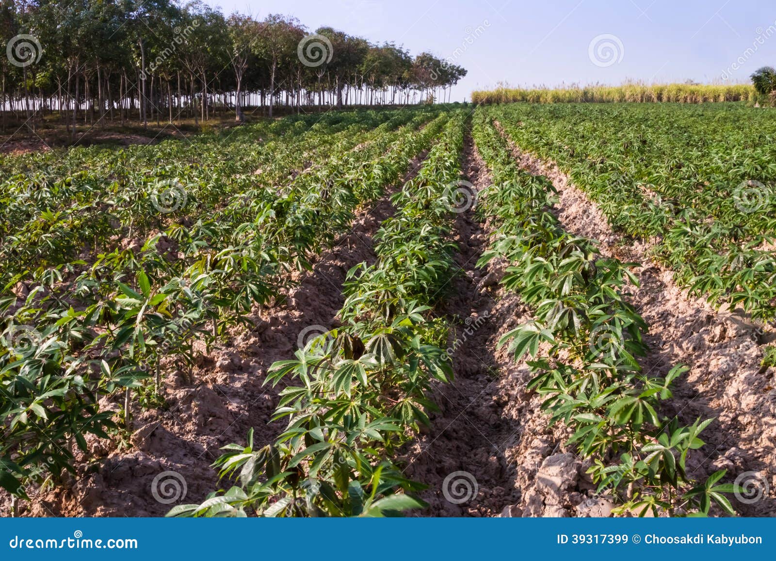 Tapioca field stock image. Image of botany, sugar, beautiful - 39317399