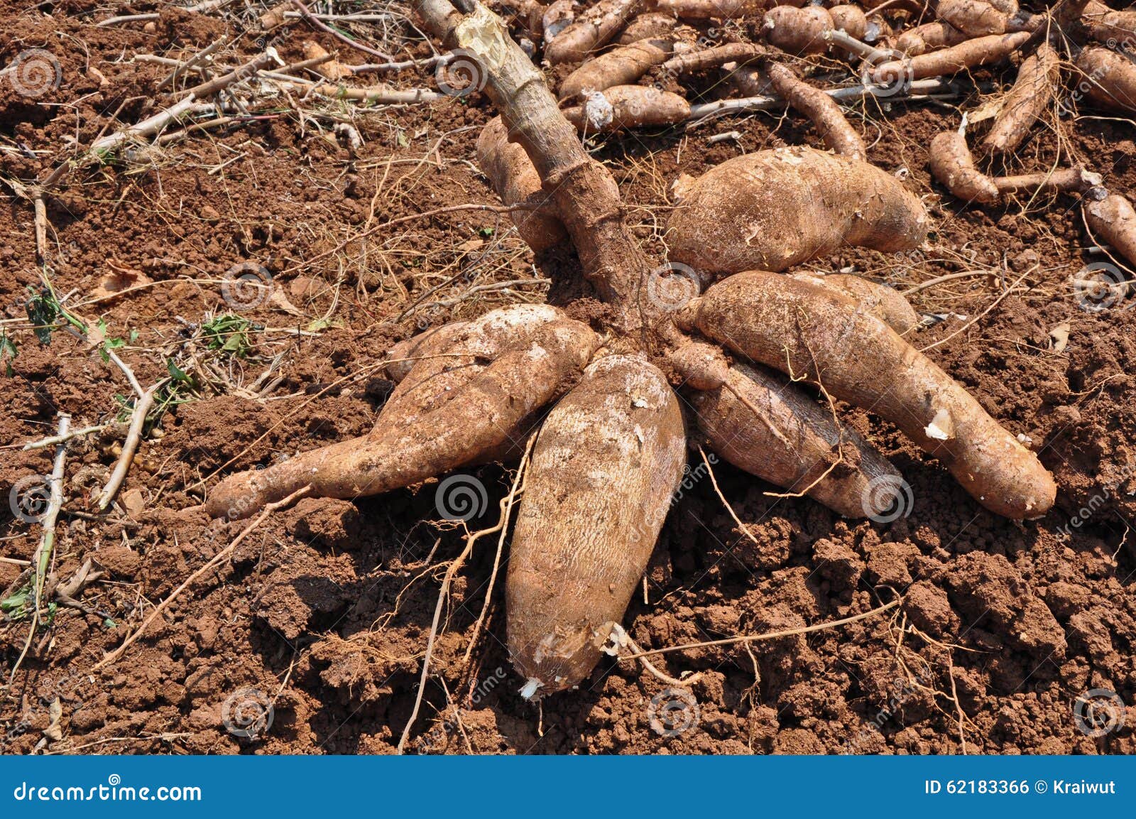 Tapioca stock photo. Image of farm, ground, cassava, energy - 62183366