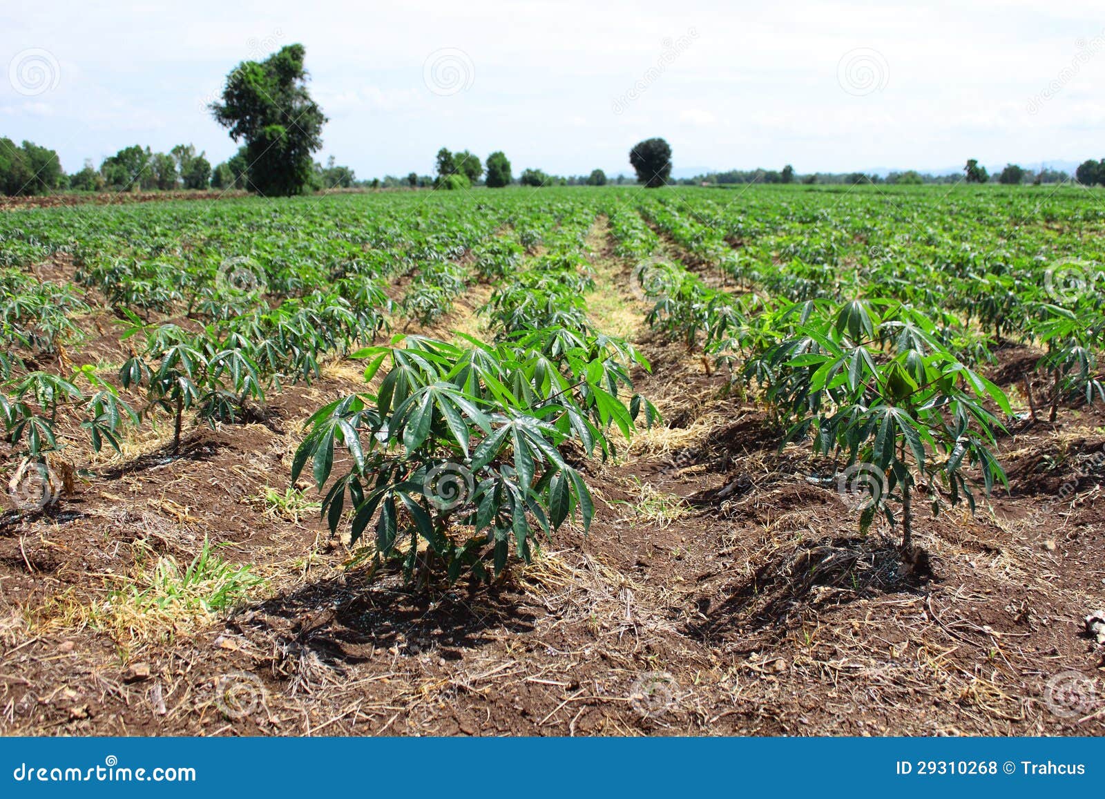 Tapioca garden stock photo. Image of plantation, manihot - 29310268
