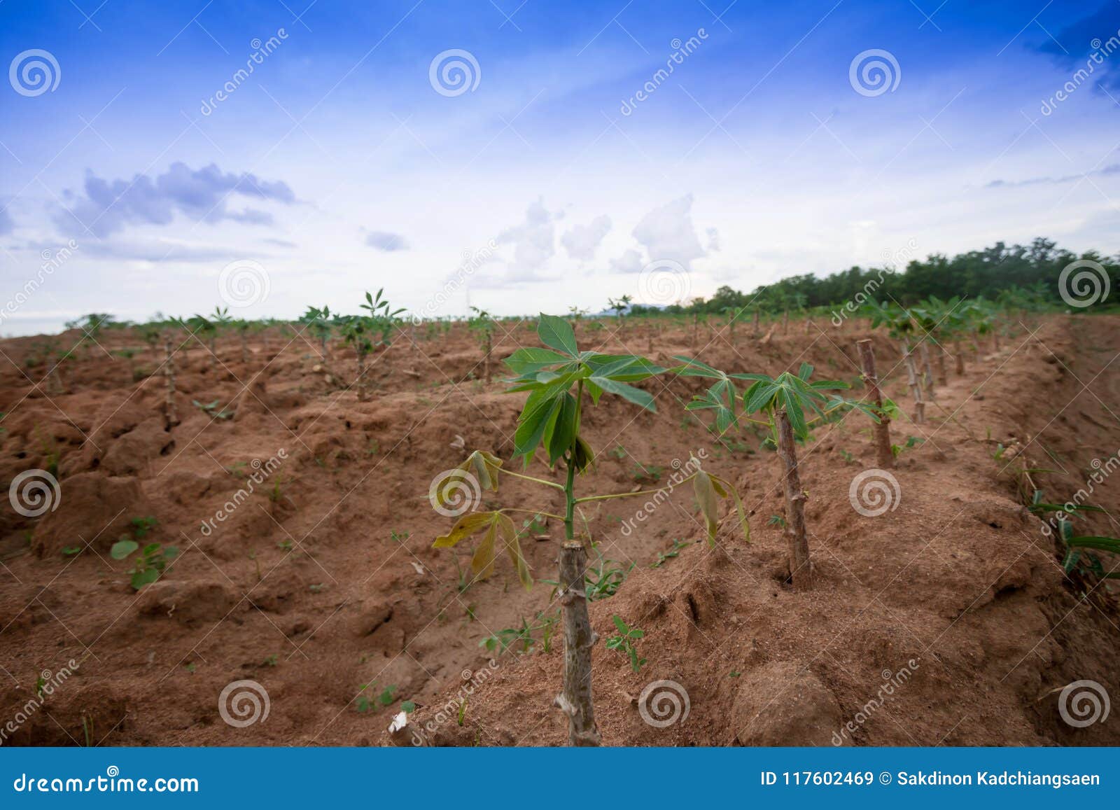Tapioca tree in garden stock image. Image of nature - 117602469
