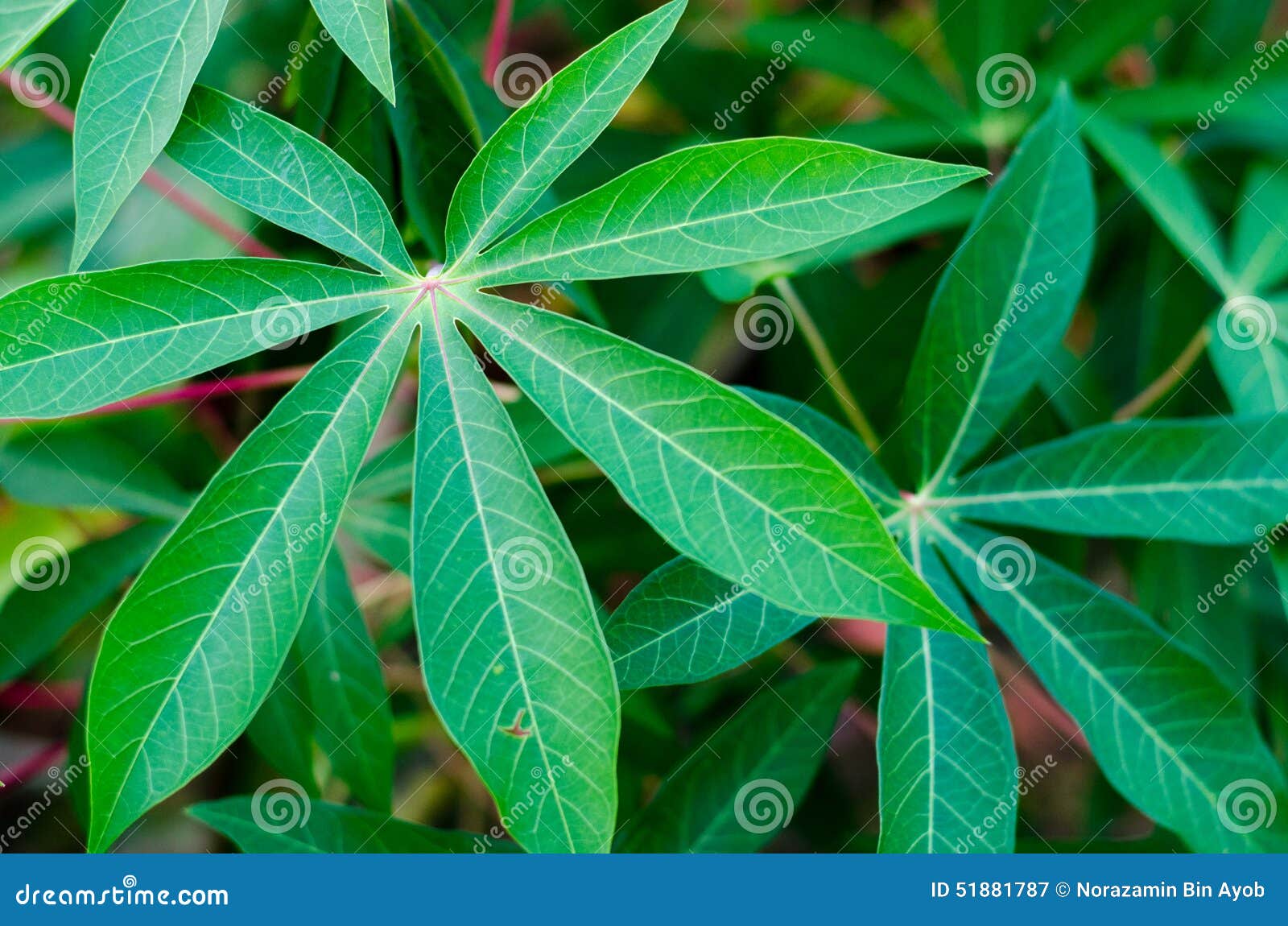 Tapioca Green Leaf Detail Close Up Stock Image - Image of crop, tropic ...