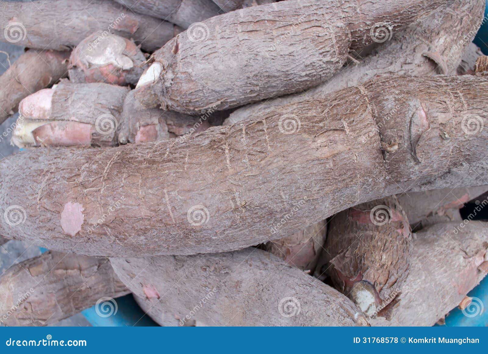Tapioca stock photo. Image of care, natural, mandioca - 31768578