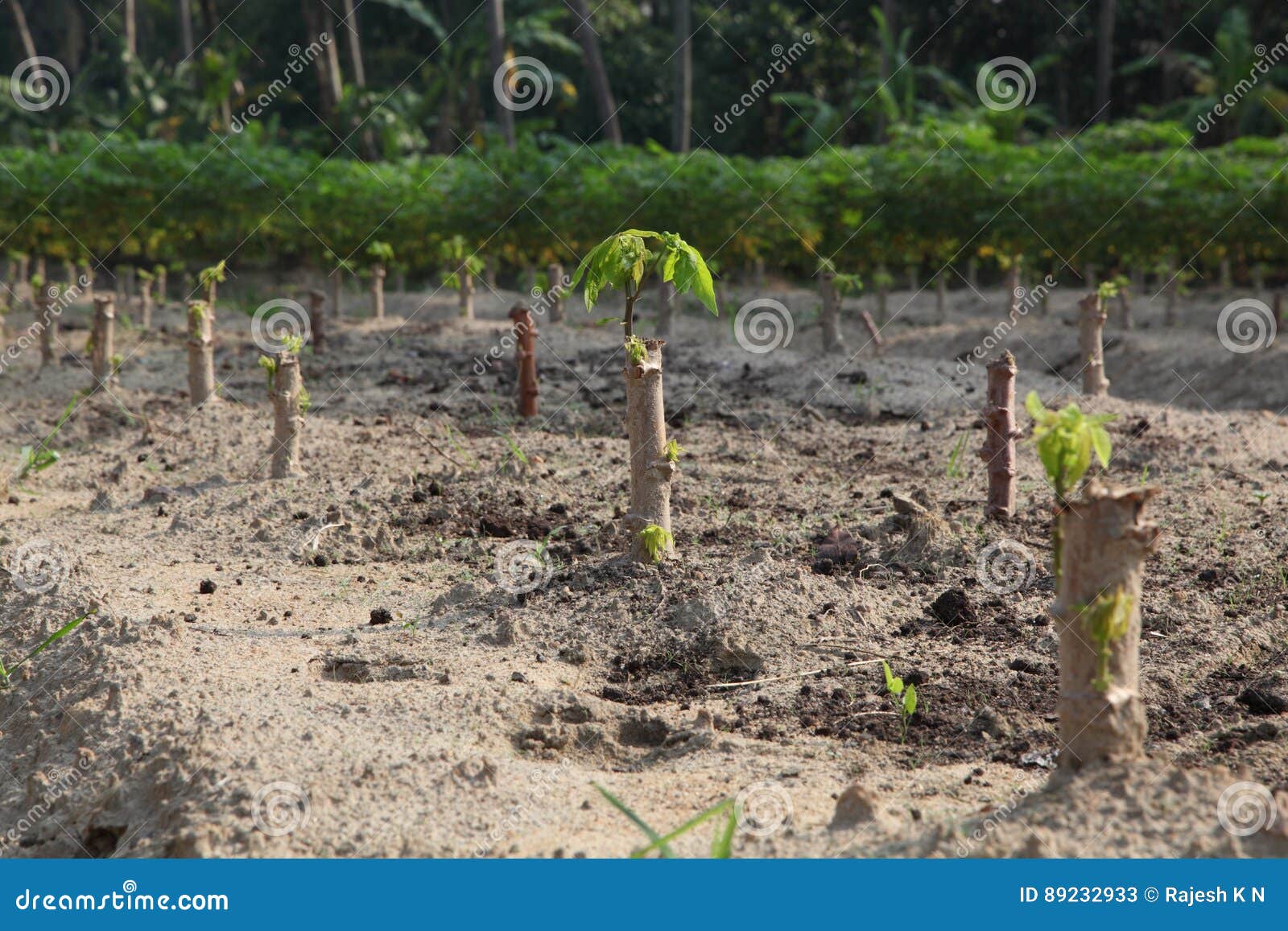 Tapioca stock image. Image of kerala, tropical, tapioca - 89232933