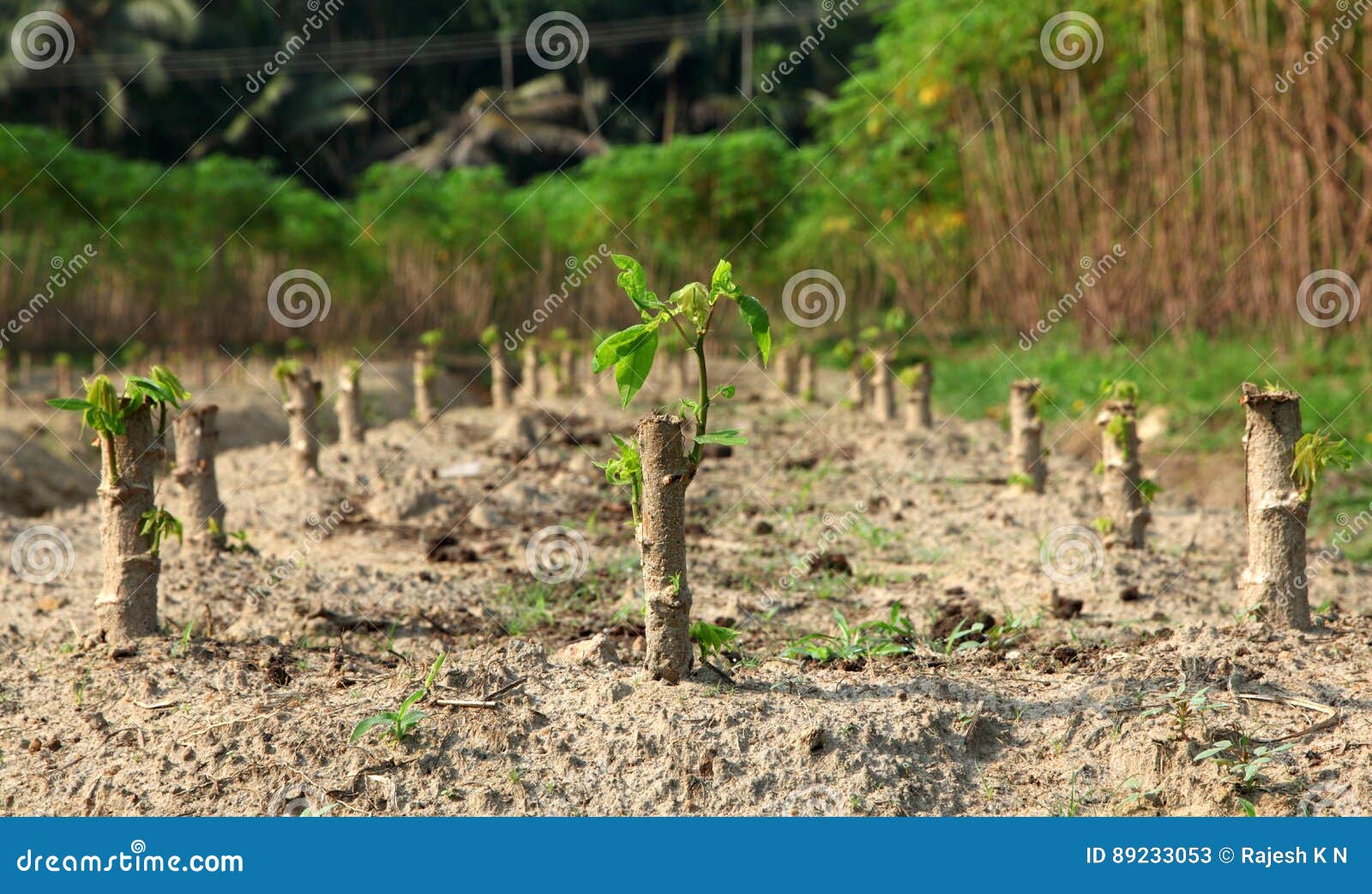 Tapioca stock image. Image of organic, crop, manioc, rural - 89233053